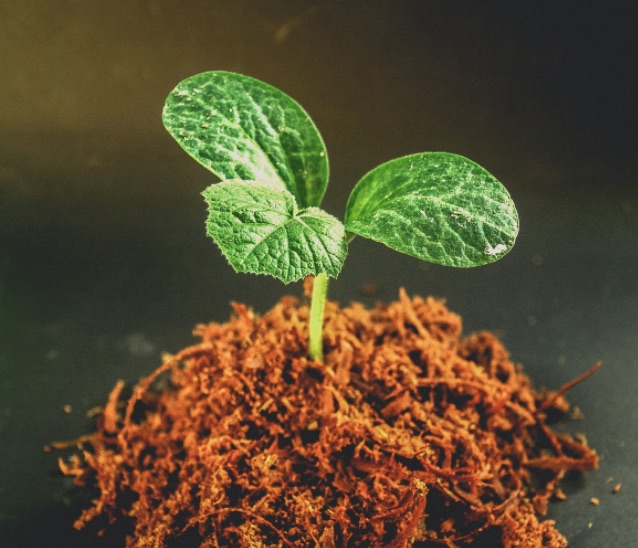 One Million Sai Trees Initiative | Sri Sathya Sai International ...